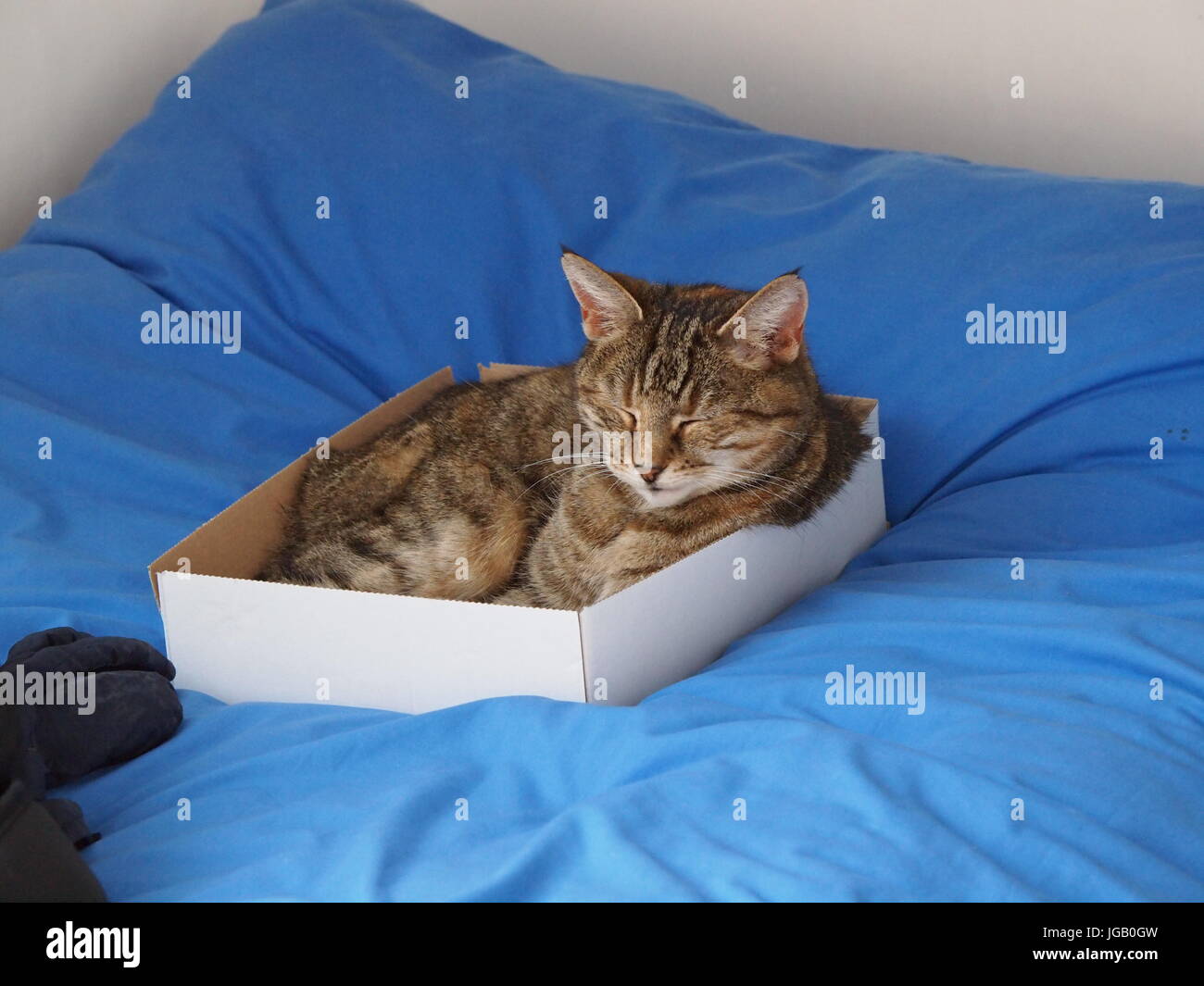 Cardboard cat bed hi-res stock photography and images - Alamy