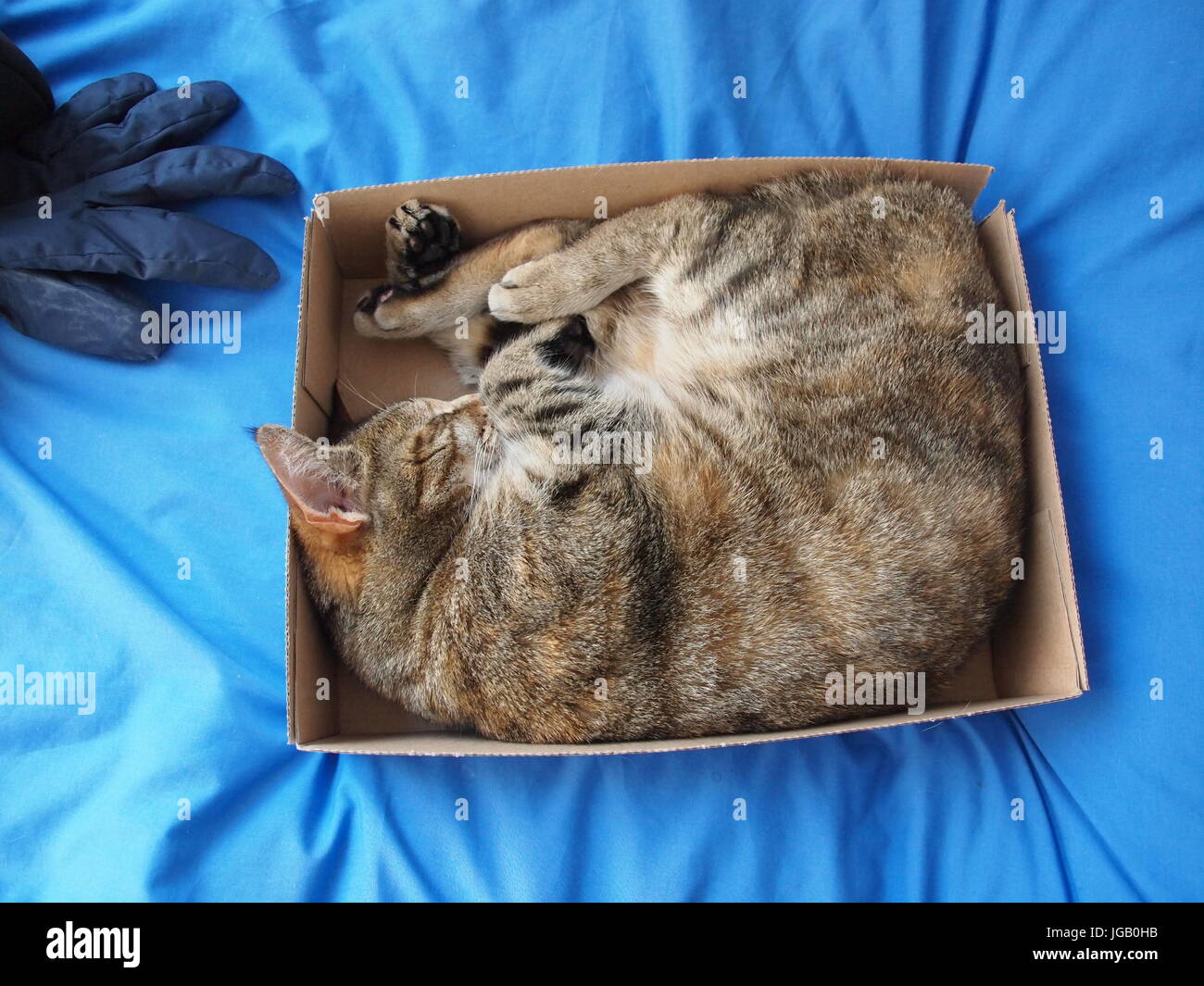 Cat sleeping in box hi-res stock photography and images - Alamy