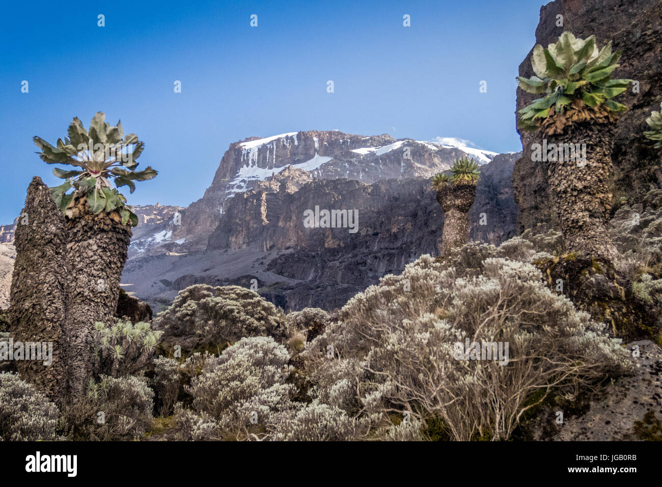 Giant senecio decorating Kilimanjaro slopes, Tanzania, Africa Stock ...