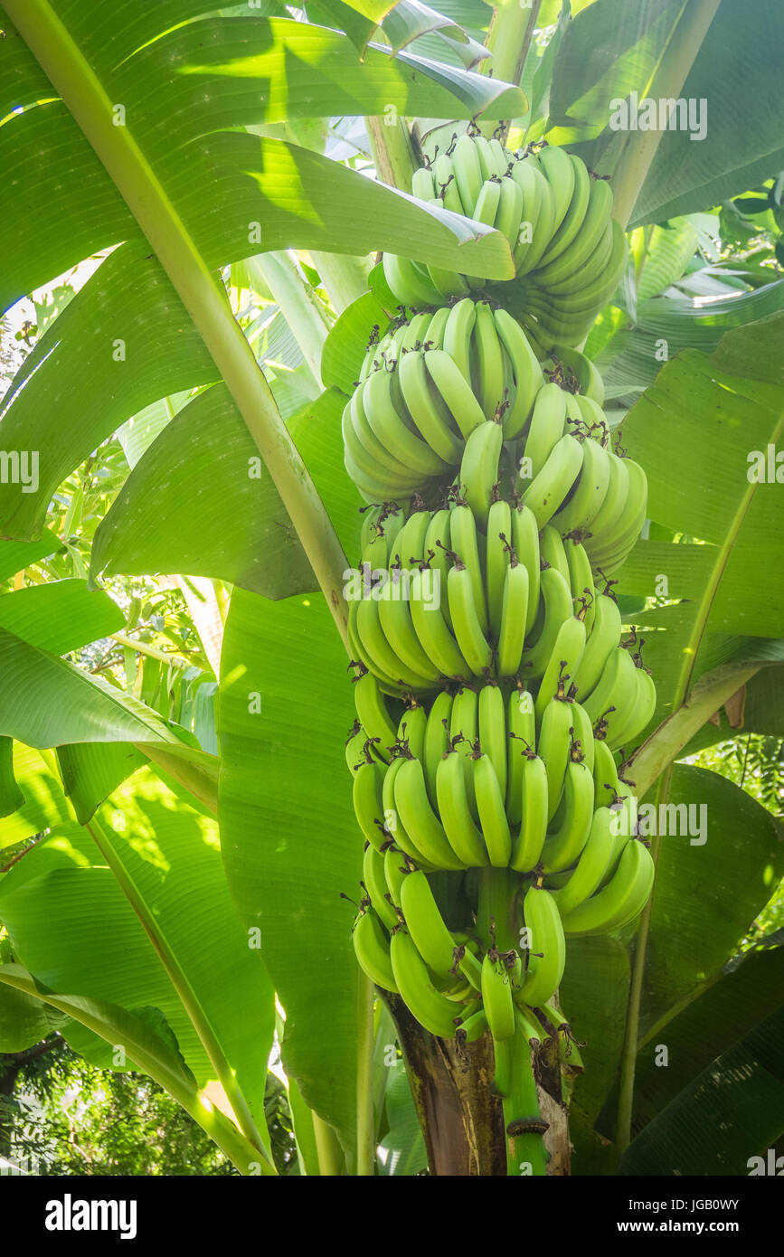 Kenya tree fruit hi-res stock photography and images - Alamy