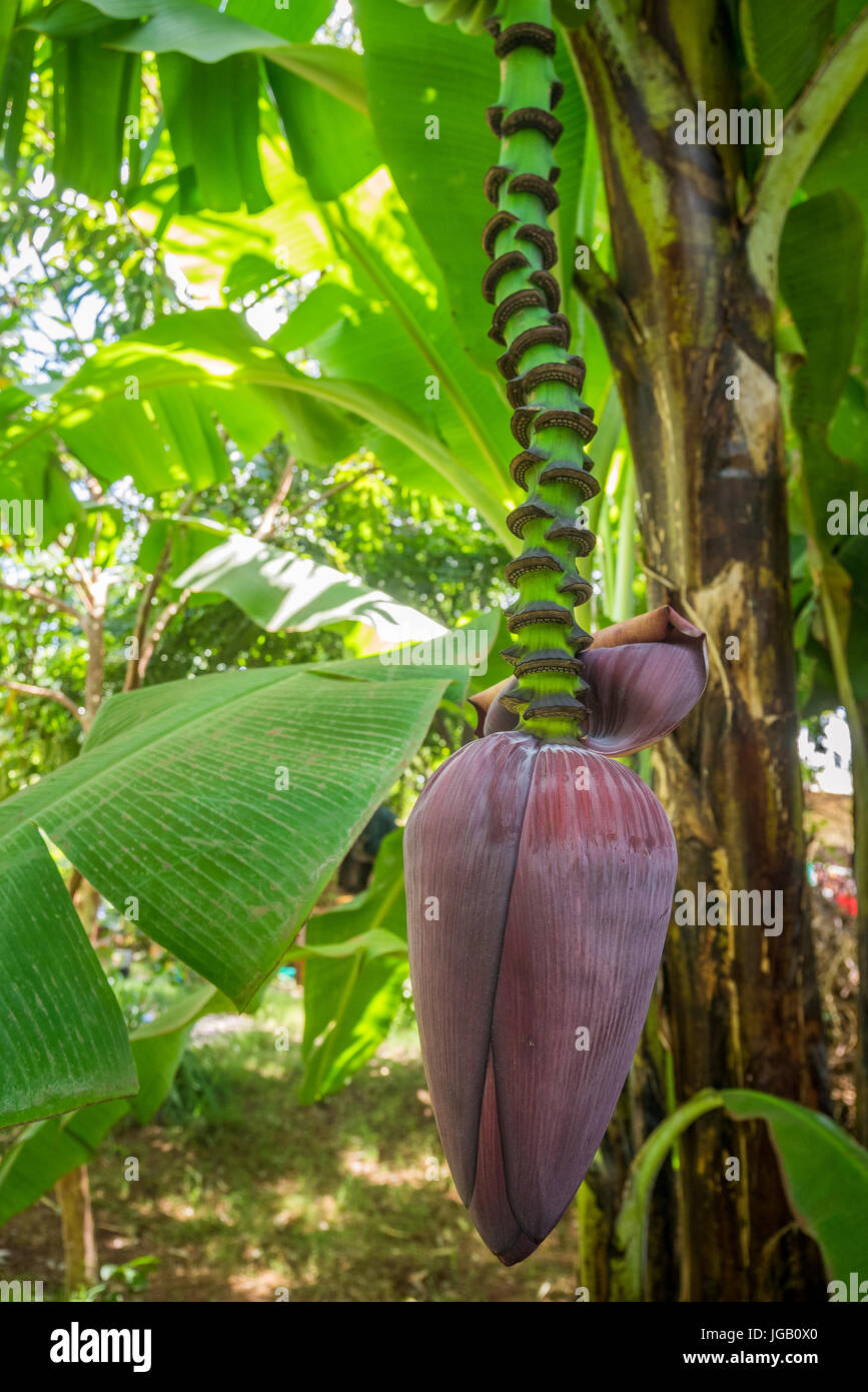 Giant cavendish banana flower on the plantation, Kenya Stock Photo - Alamy