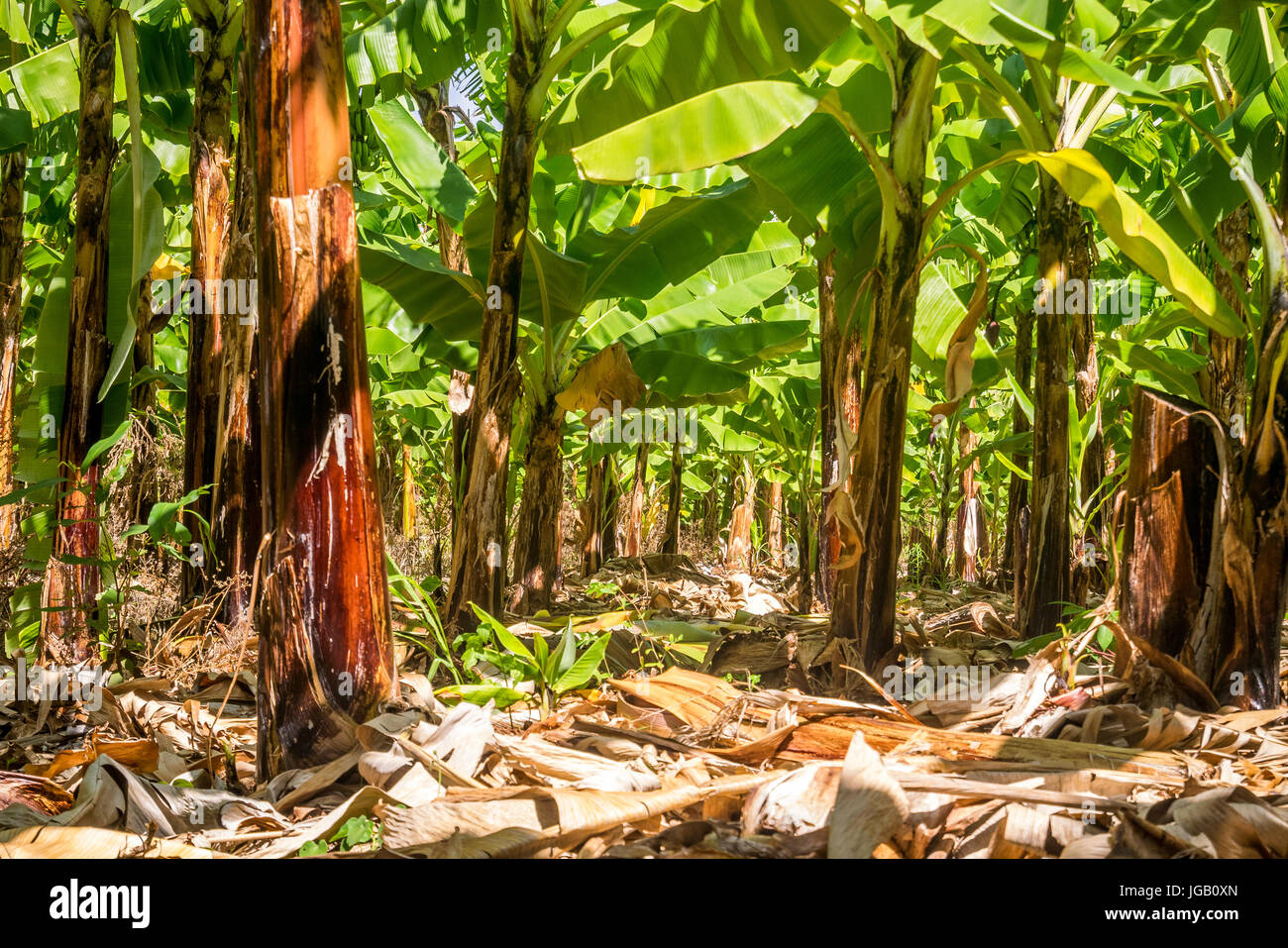 Giant Cavendish banana plantation is Kenya, East Africa Stock Photo - Alamy