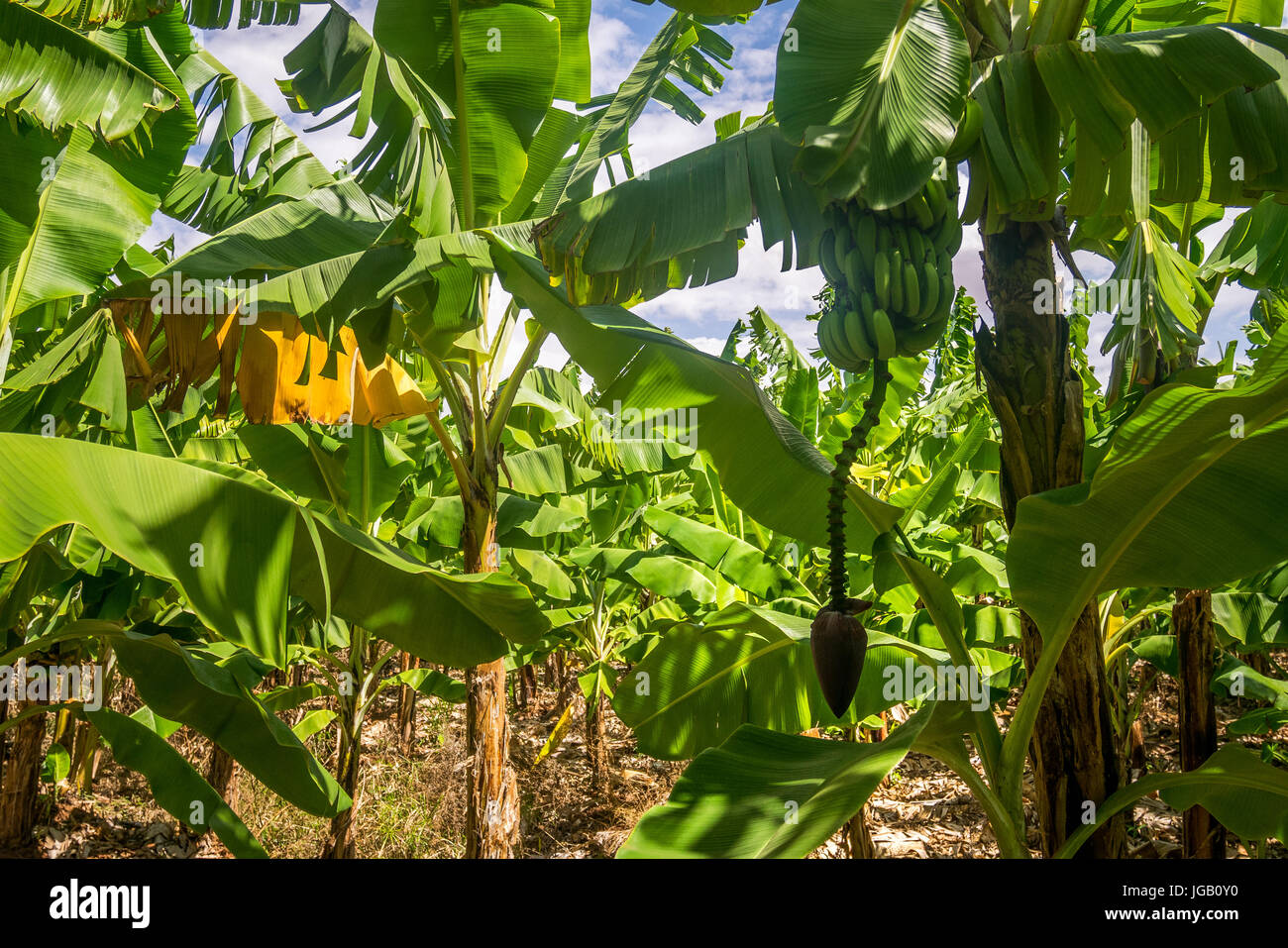 Giant Cavendish banana plantation is Kenya, East Africa Stock Photo - Alamy