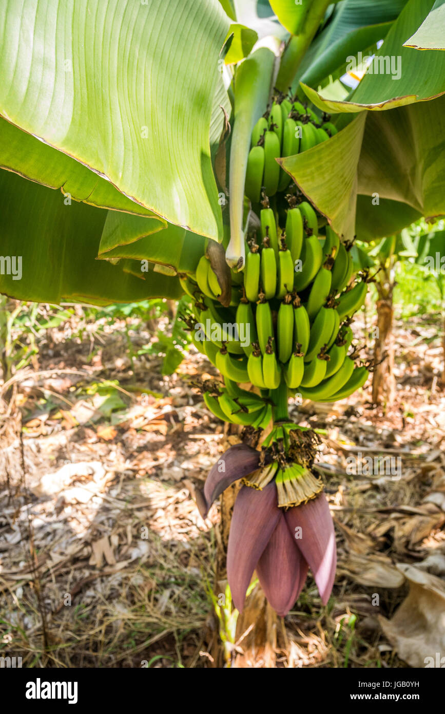 Cavendish banana tree hi-res stock photography and images - Alamy