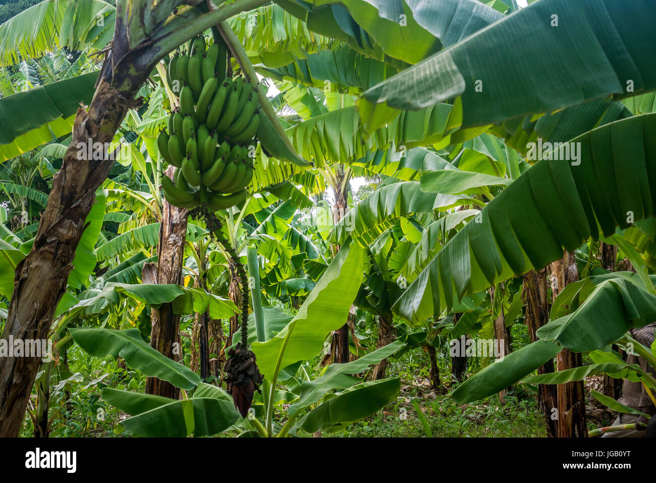 Giant cavendish banana plantation hi-res stock photography and images ...