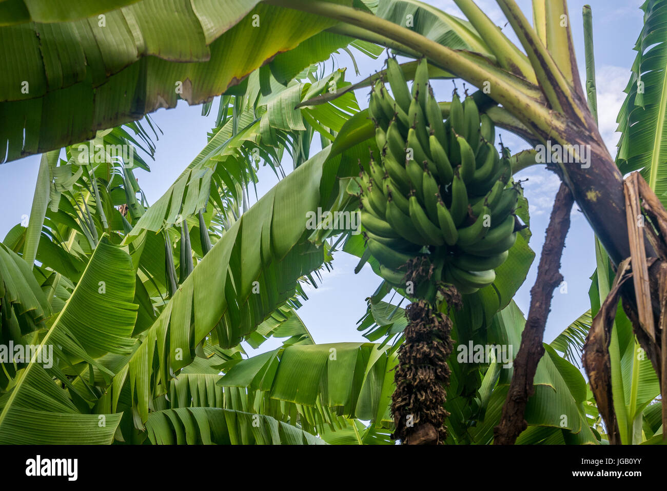 Giant cavendish banana plantation hi-res stock photography and images ...