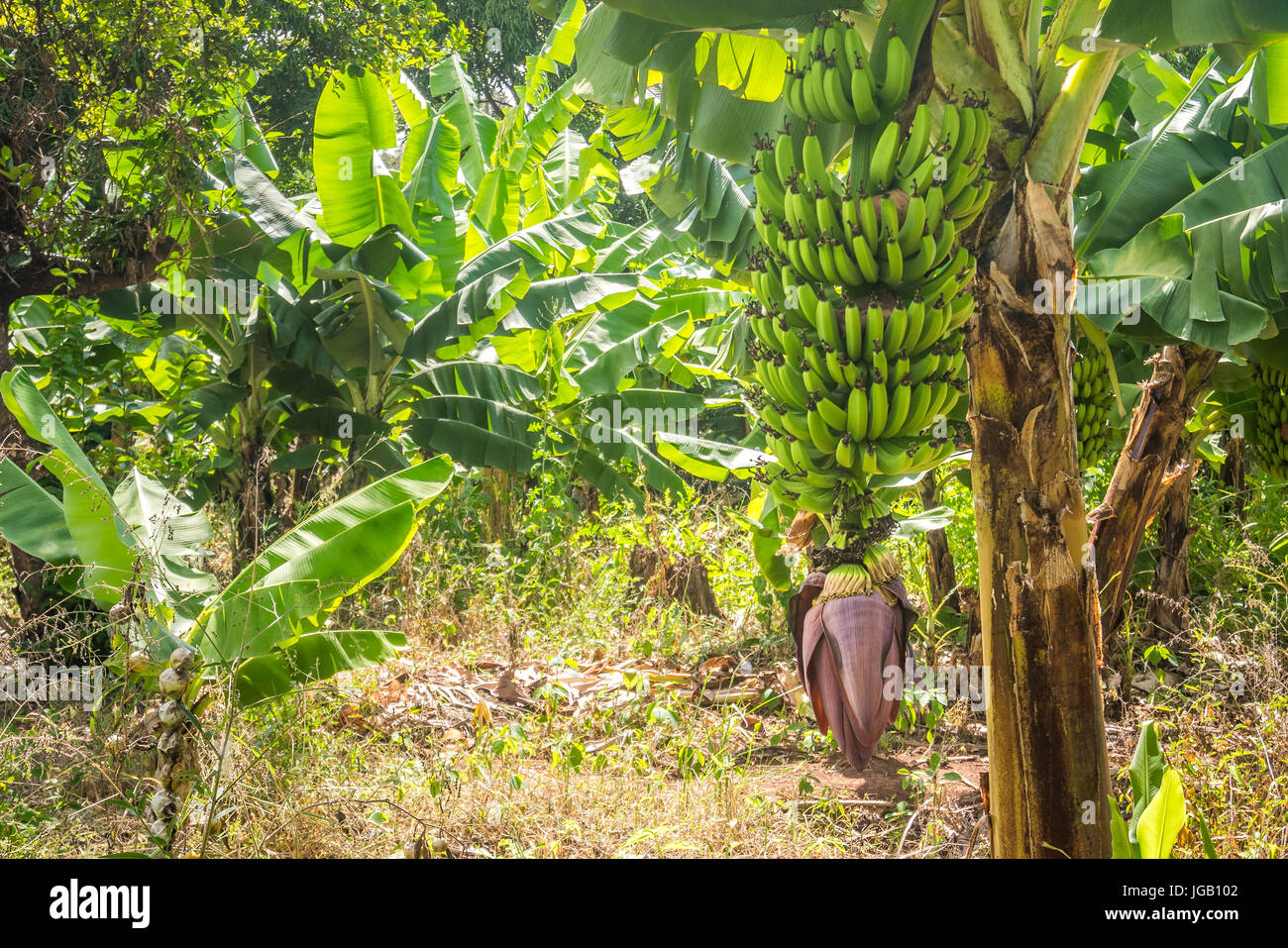 Giant cavendish banana lush hi-res stock photography and images - Alamy