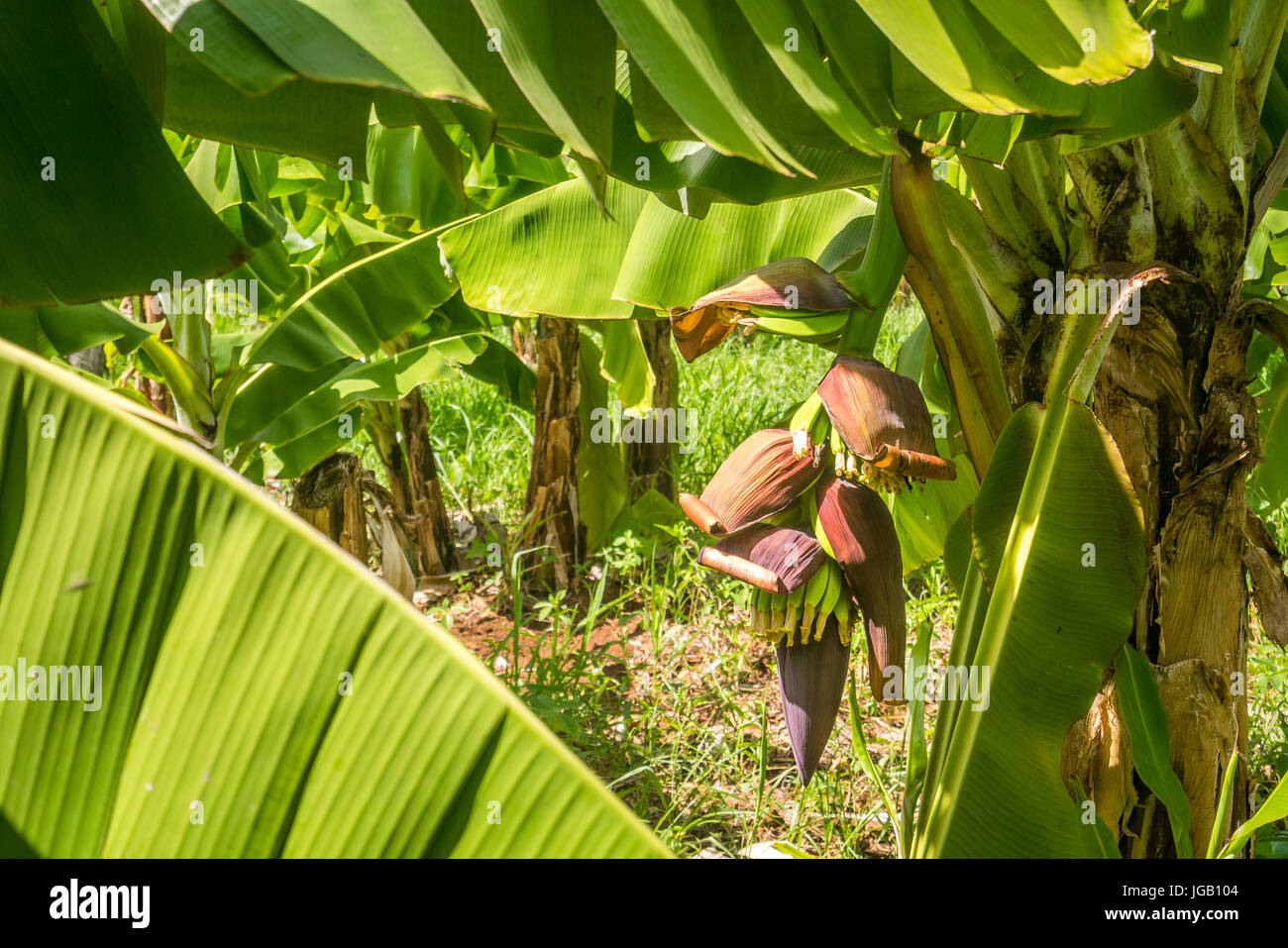 Closeup of giant cavendish banana bunch on the plantation Stock Photo ...