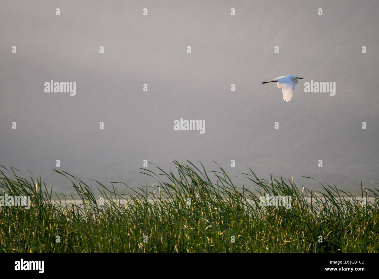 Flying bird over reeds of Jipe Lake, Tsavo West National Park, Kenya ...