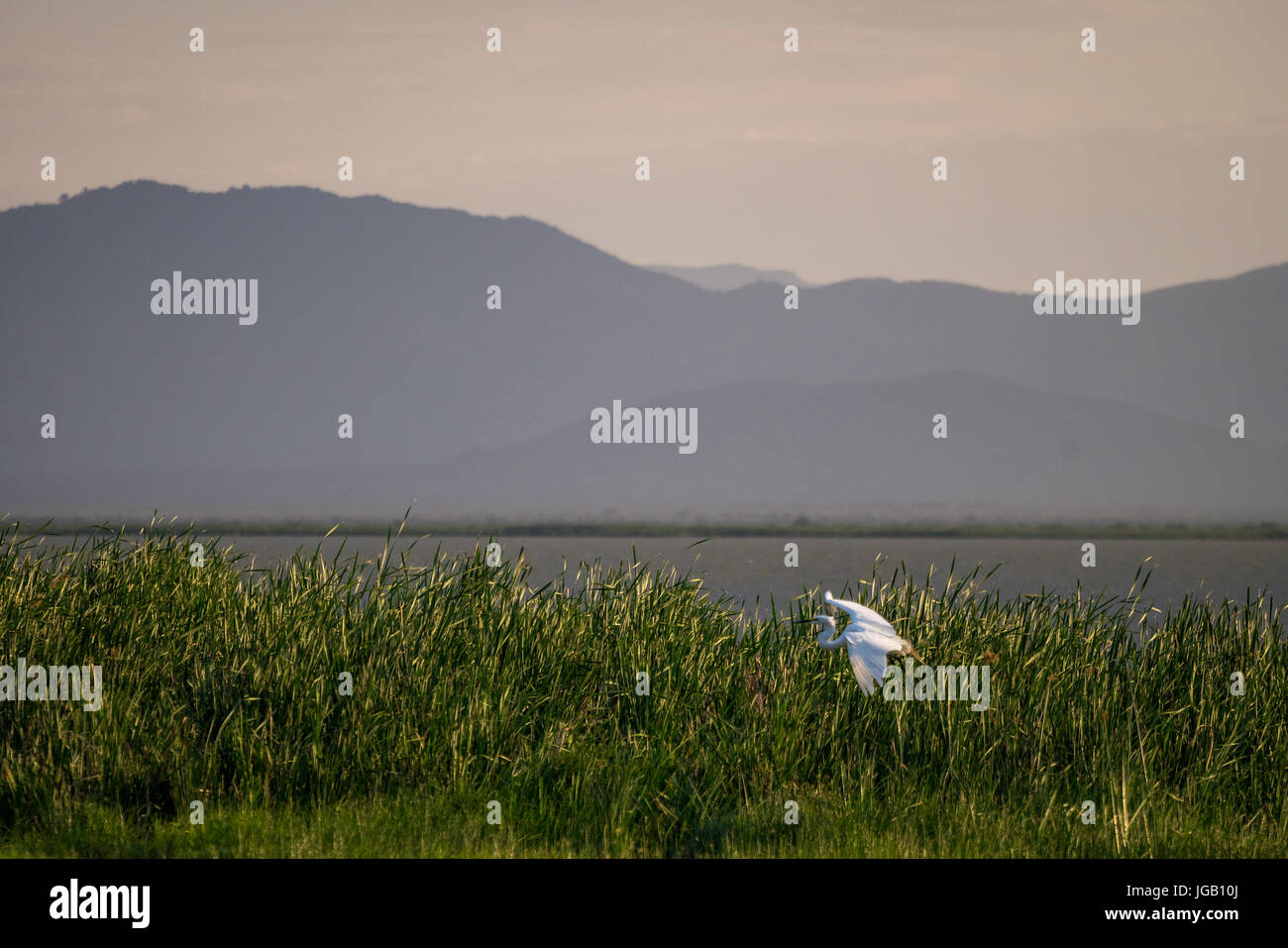 Flying bird over reeds of Jipe Lake, Tsavo West National Park, Kenya ...