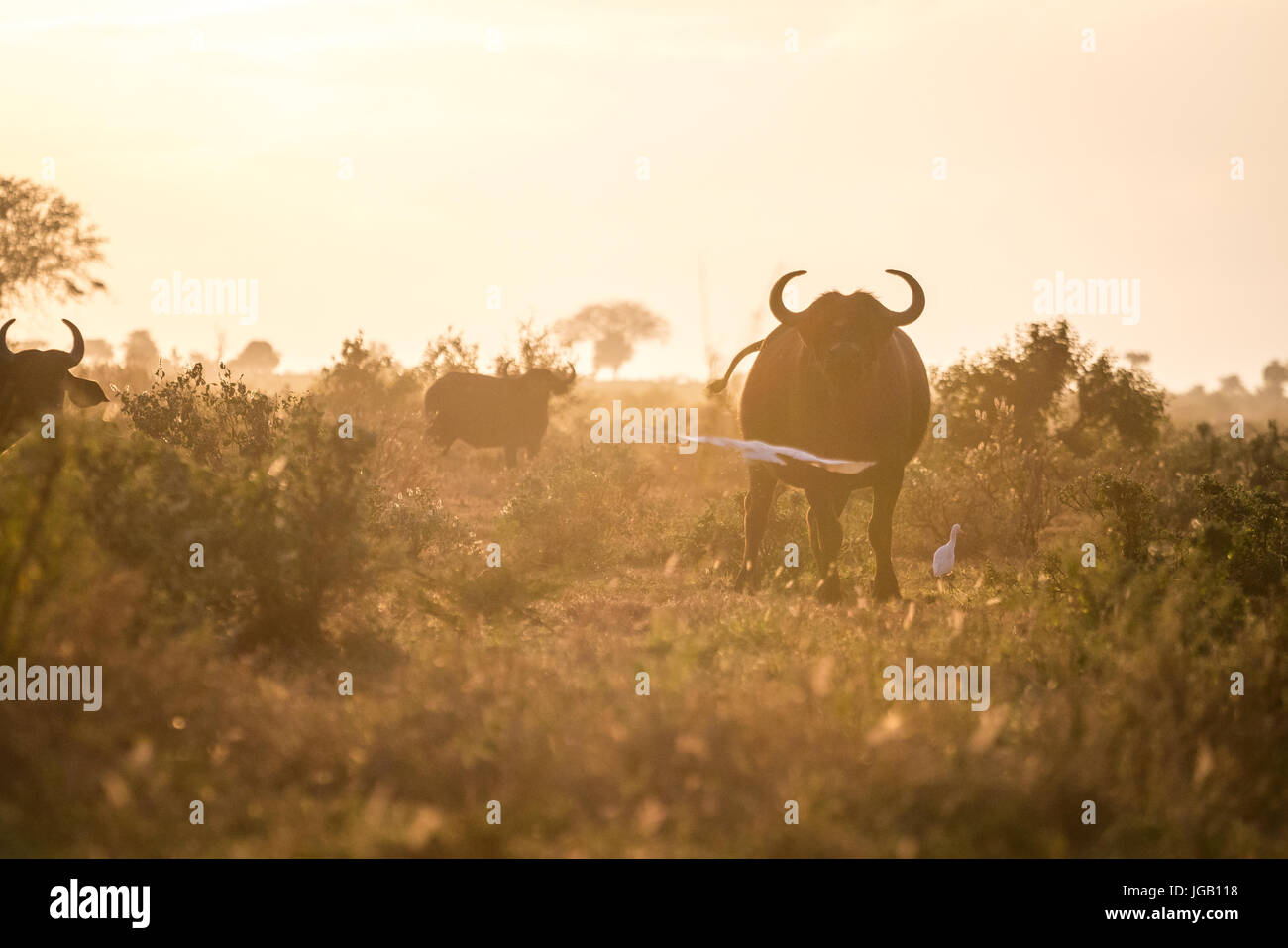 Large African Wild Cattle High Resolution Stock Photography and Images ...