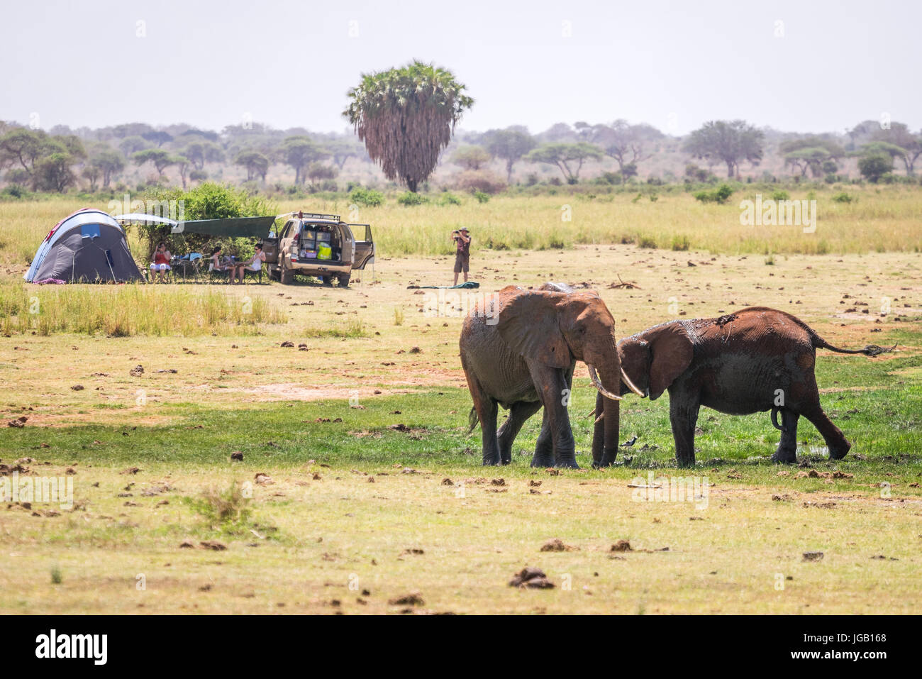 Elephants over Jipe Lake next to camping family, Tsavo West National ...