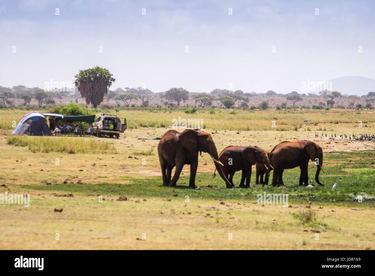 Elephants over Jipe Lake next to camping family, Tsavo West National ...