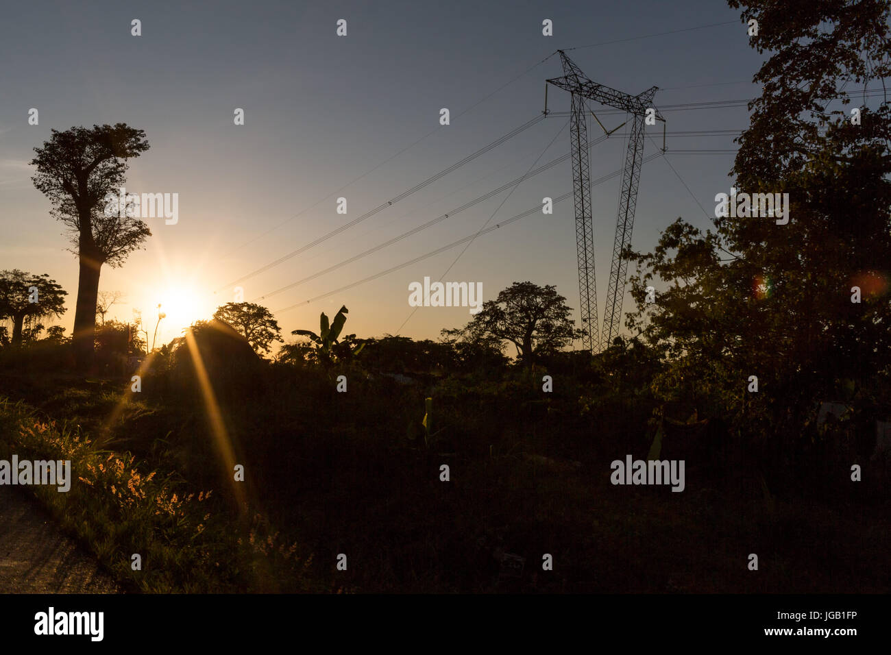 Electricity pole going through the jungle with sunset Stock Photo - Alamy