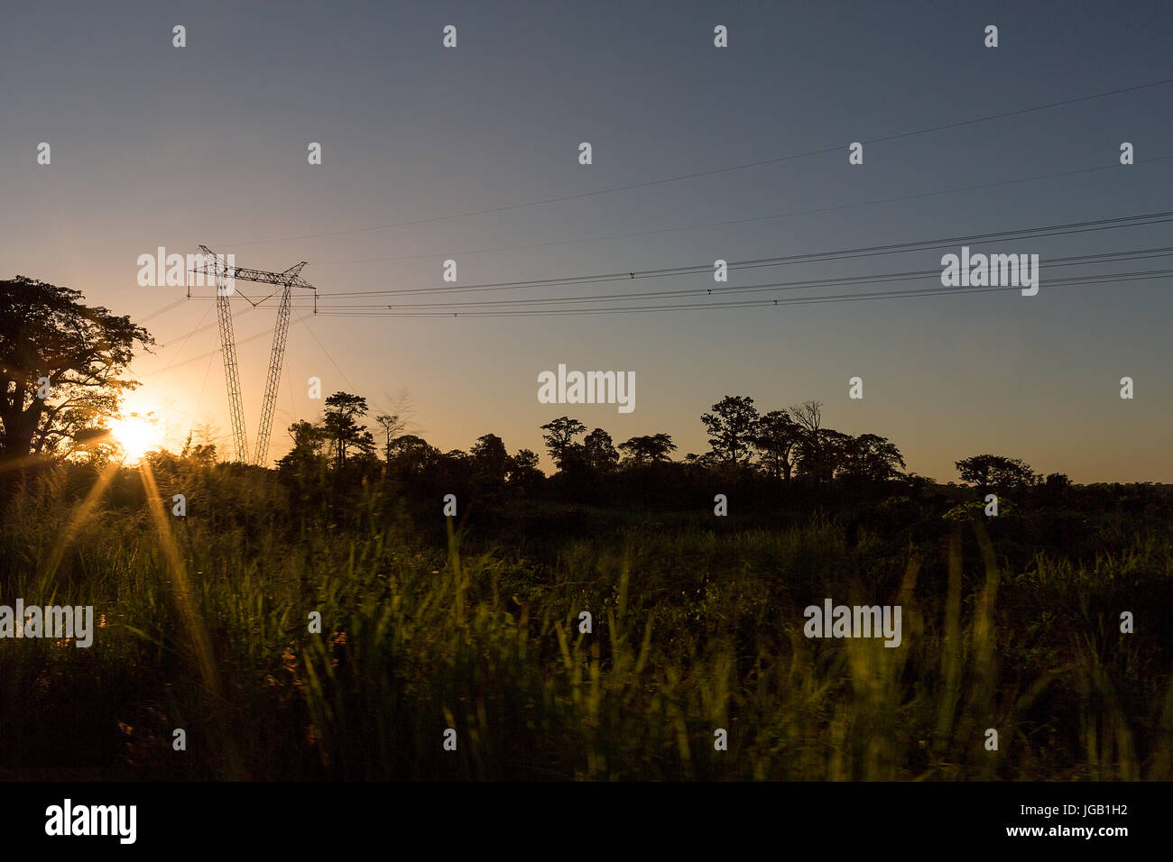 Electricity pole going through the jungle with sunset Stock Photo - Alamy