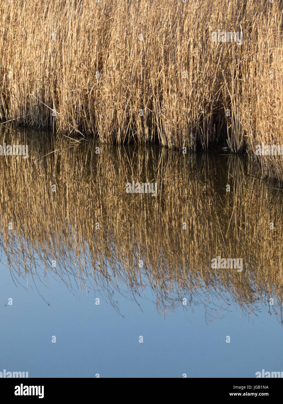 Close up reeds in water hi-res stock photography and images - Alamy