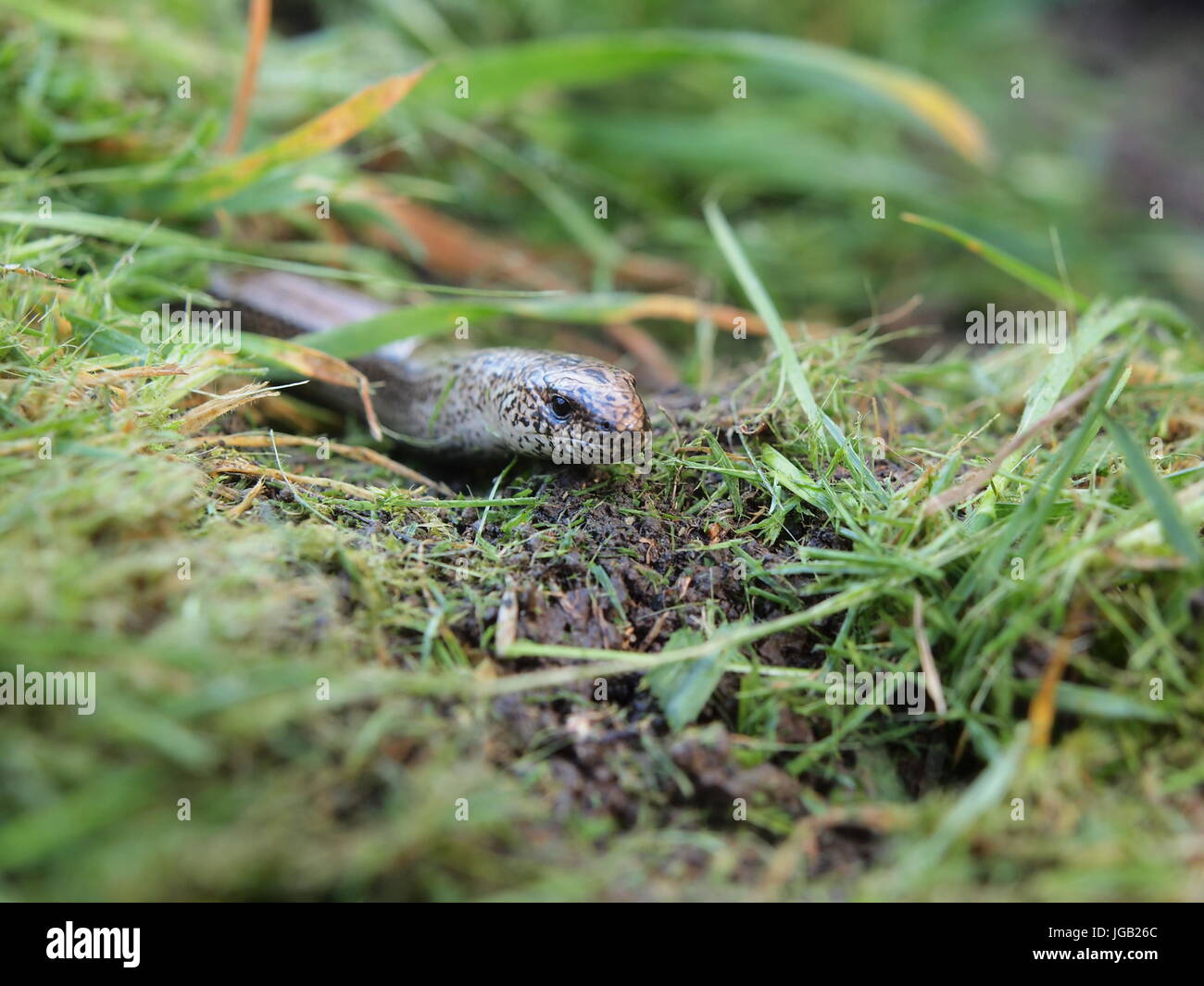 Slow worm uk hi-res stock photography and images - Alamy