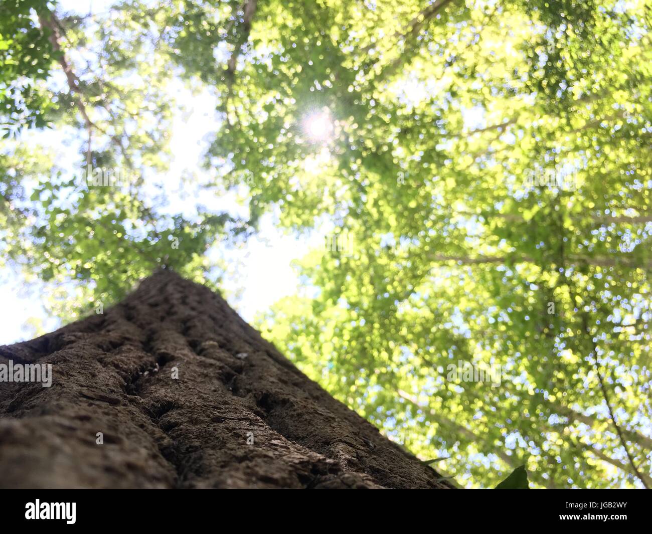 tree background, view angle shot Stock Photo - Alamy