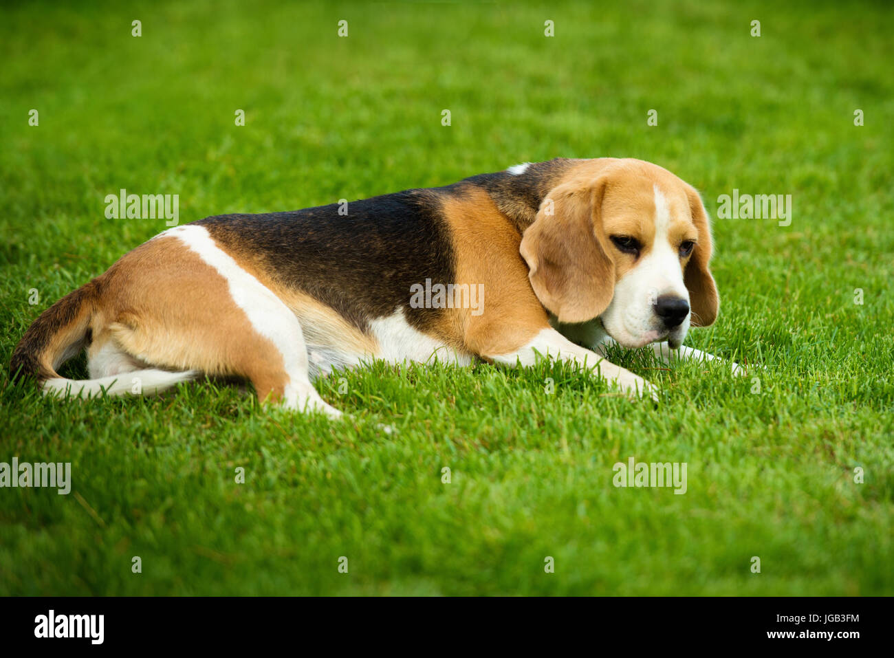 A beagle dog lying on a green grass Stock Photo - Alamy