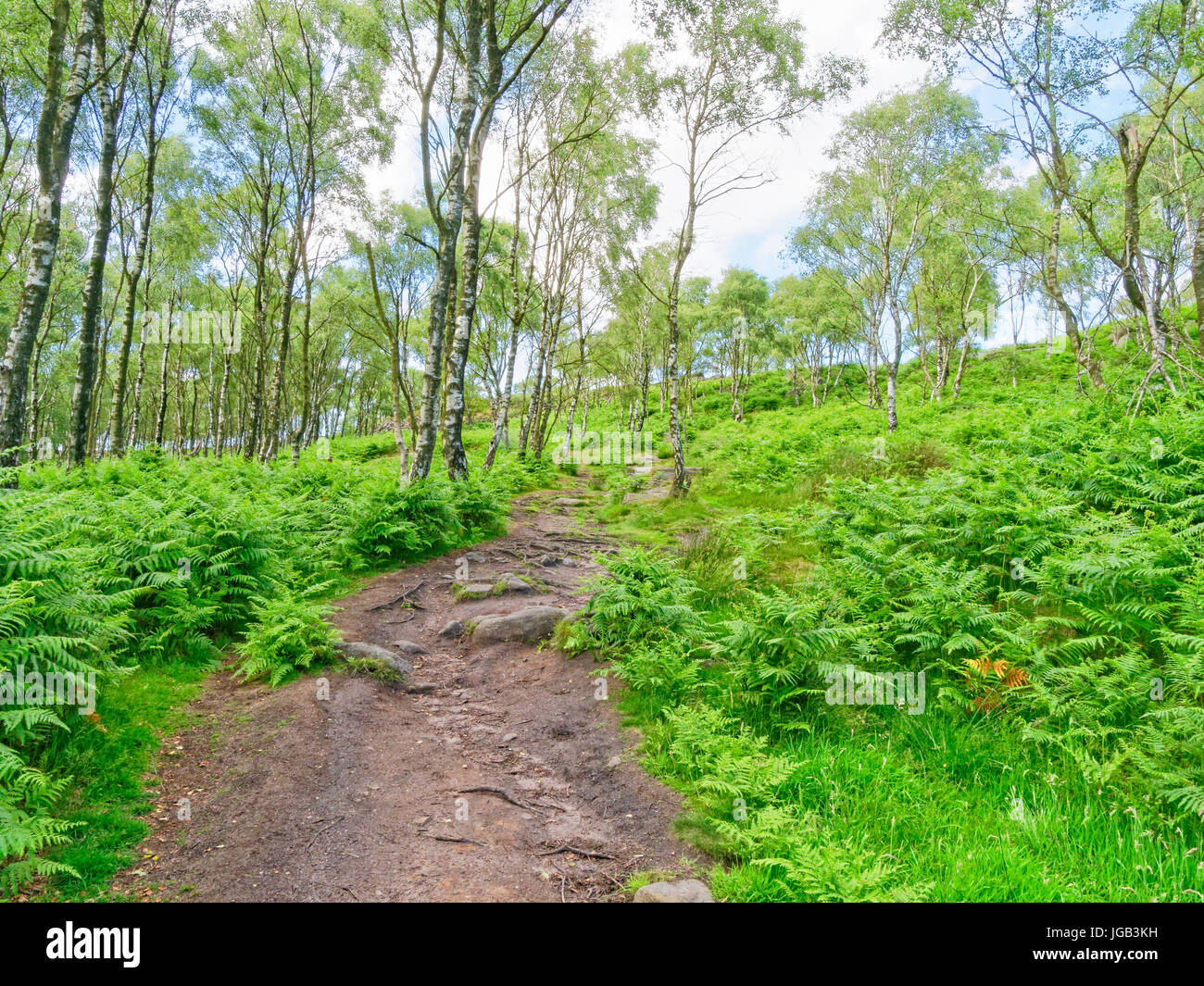Hillside path strewn with rocks weaves between slender silver birch ...