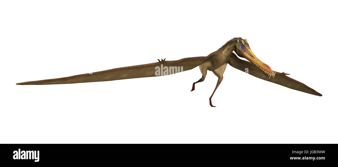 3D rendering of a pterodactyl Anhanguera isolated on white background ...