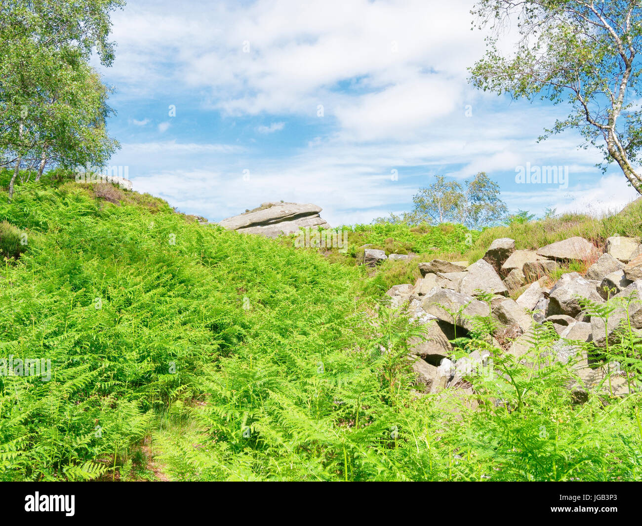 Between two trees at the top of a hill, past the rocks and ferns, sits ...