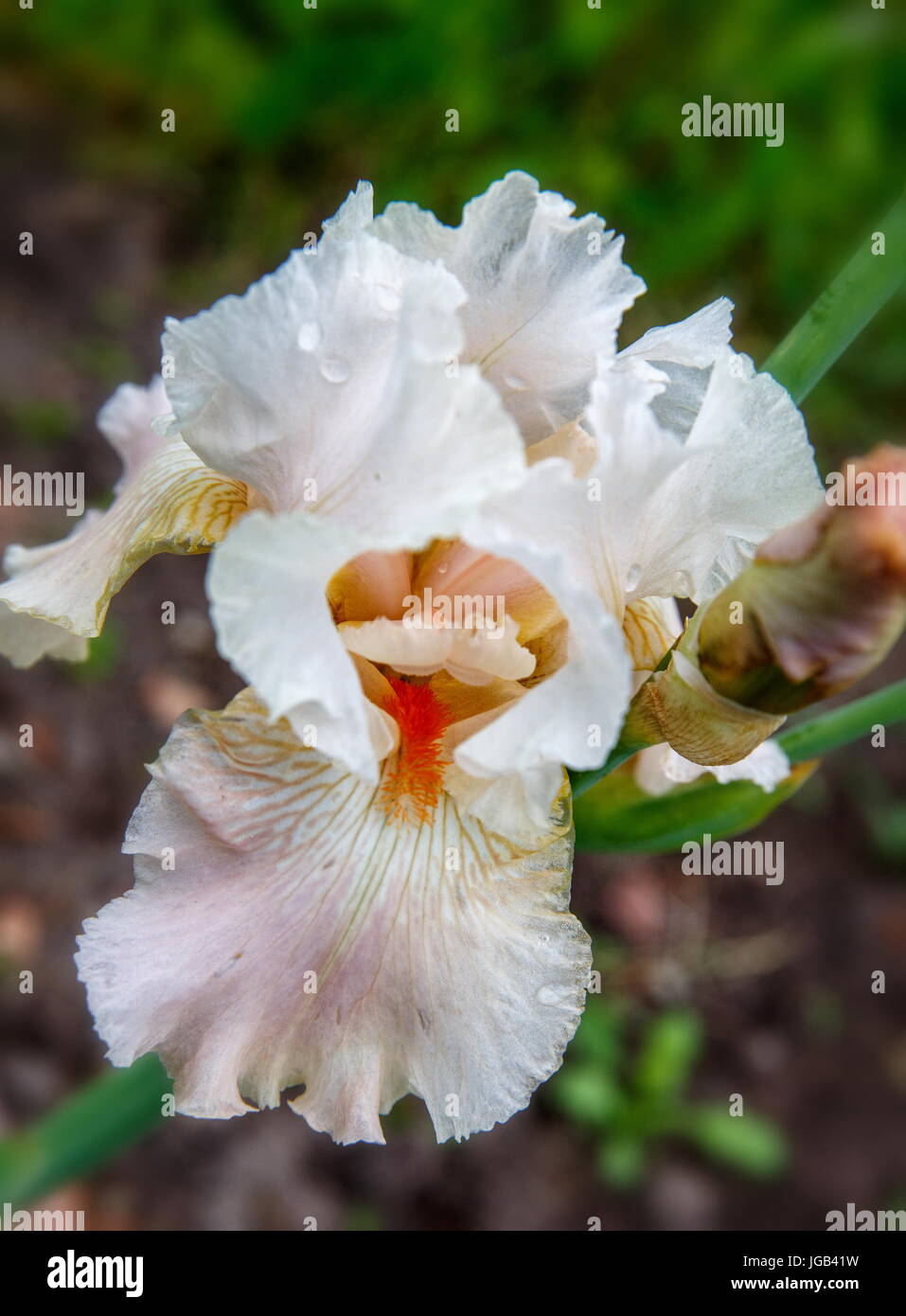 Beautiful portrait of light bearded iris flower Stock Photo - Alamy