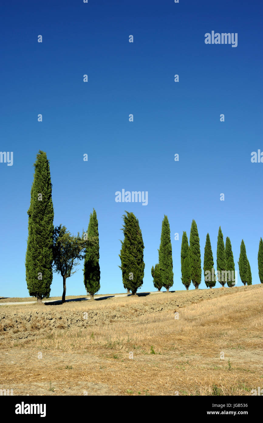 Italy, Tuscany, Crete Senesi, cypress trees Stock Photo - Alamy