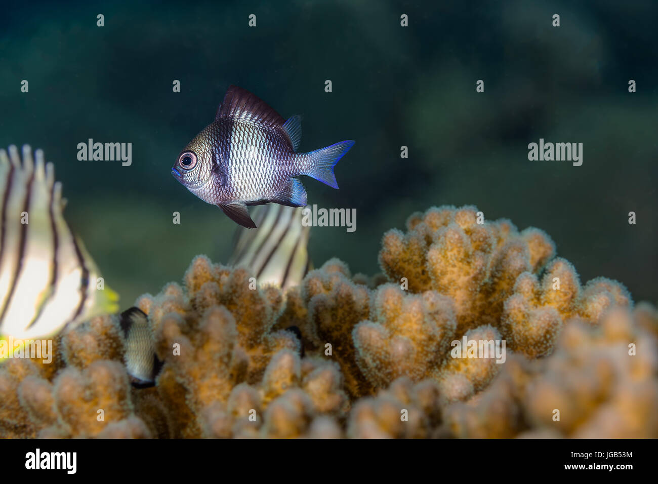 Two Stripe Damselfish (Dascyllus reticulatus) Fish in the coral Stock ...