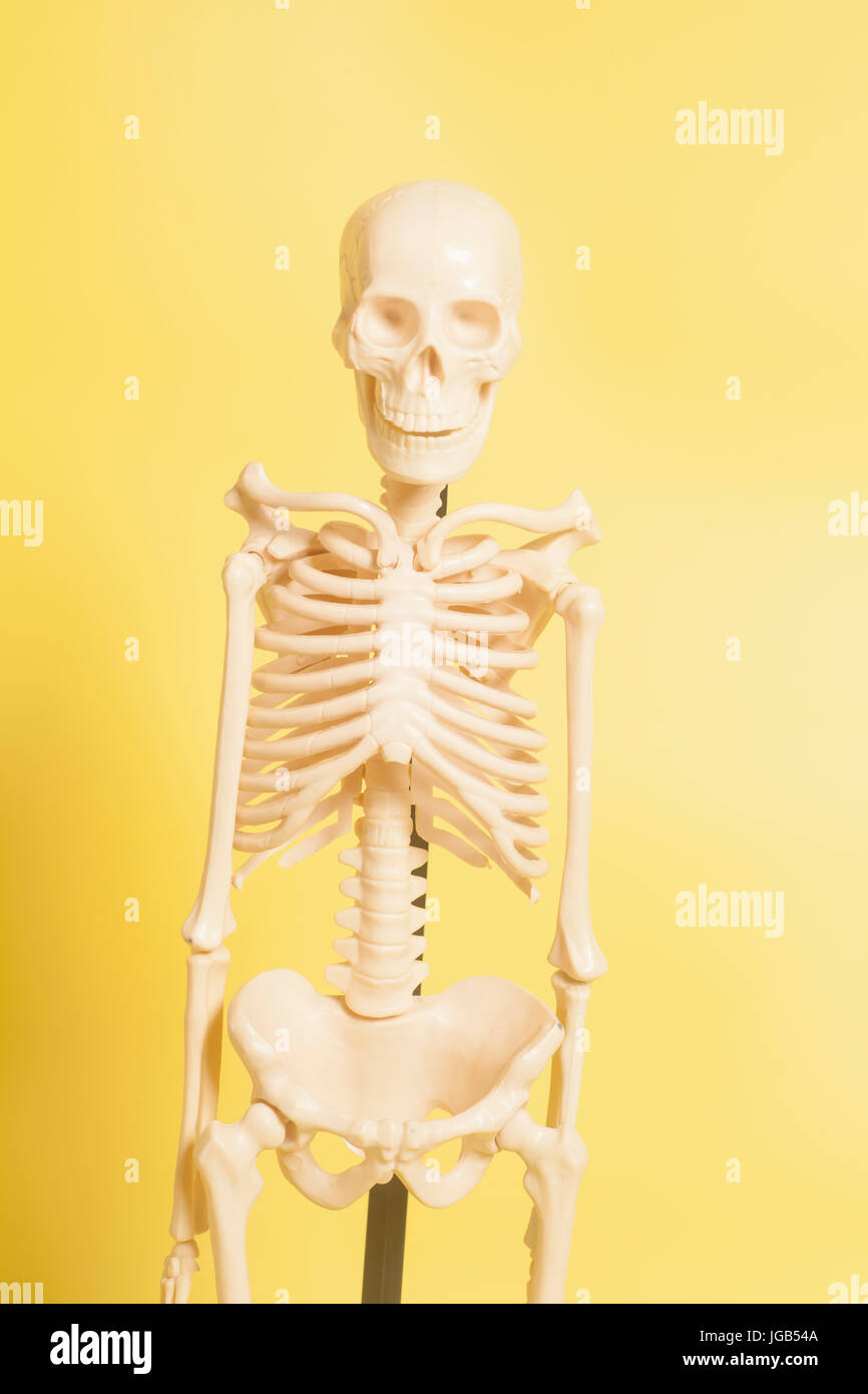 Human skeleton on a yellow background Stock Photo - Alamy