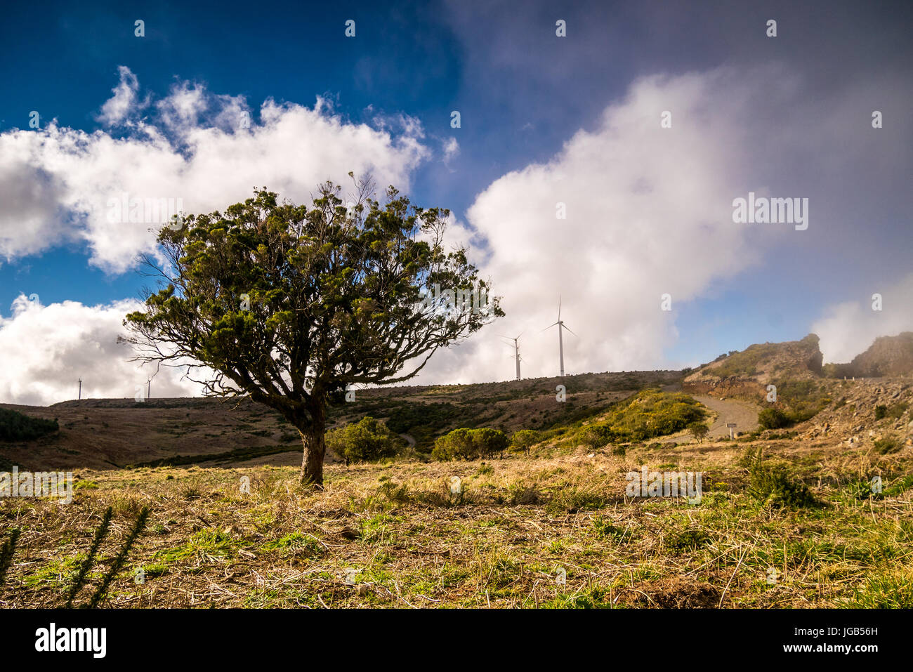 Green tree on plateau in beautiful Madeira, Portugal Stock Photo - Alamy