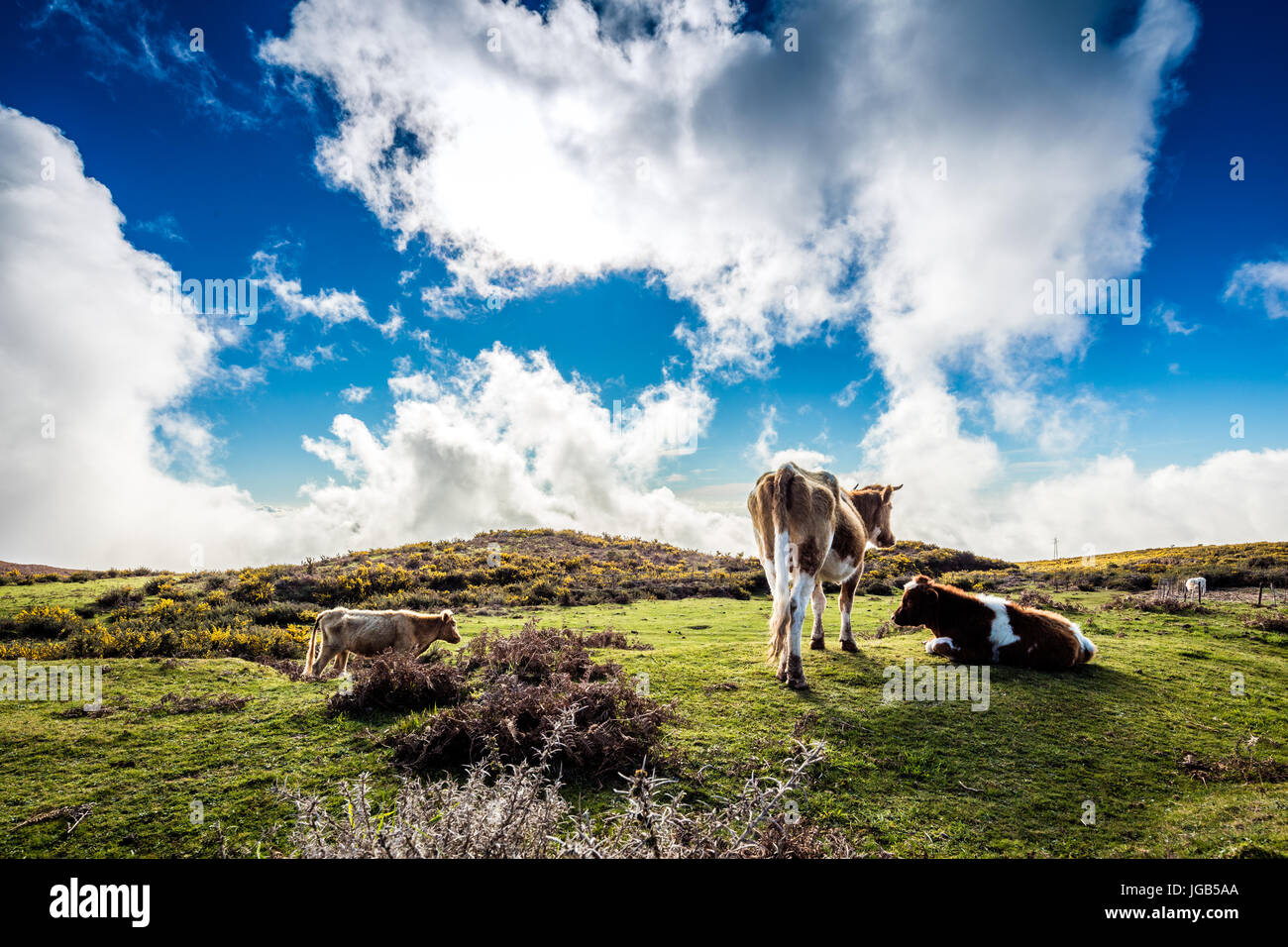 A few cows grazing on plateau, Madeira, Portugal Stock Photo - Alamy