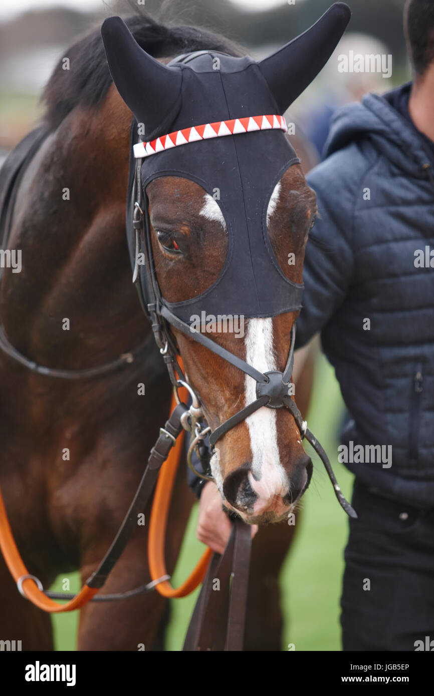 Race horse head ready to run. Paddock area. Vertical Stock Photo - Alamy