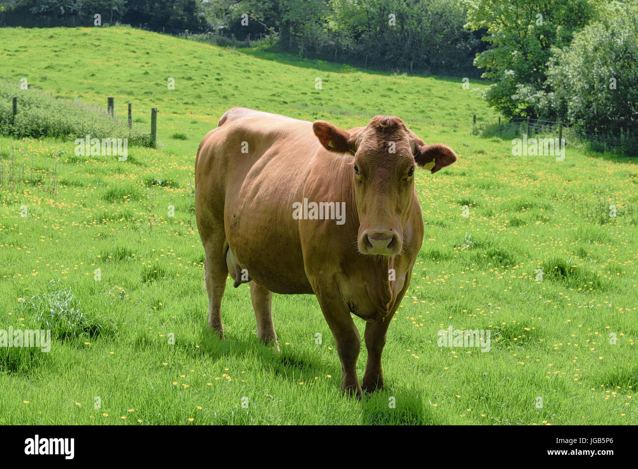Forward facing cow hi-res stock photography and images - Alamy