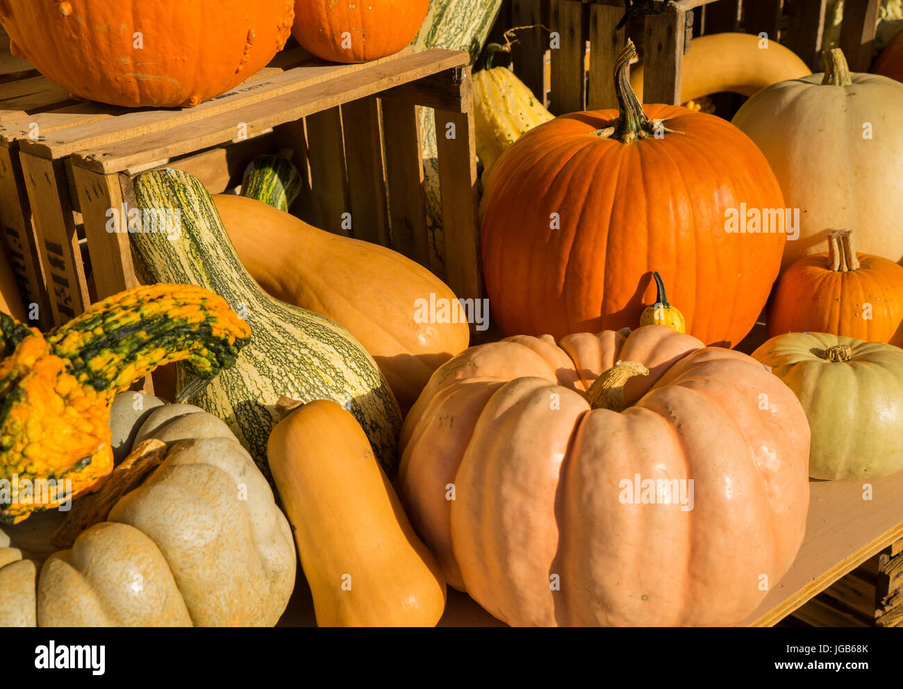 Arrangement Pumpkins, gourds and squash Stock Photo - Alamy