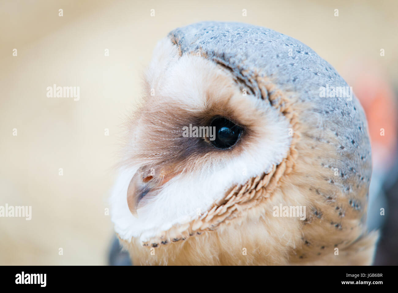 Owl bird head close up profile view hi-res stock photography and images ...