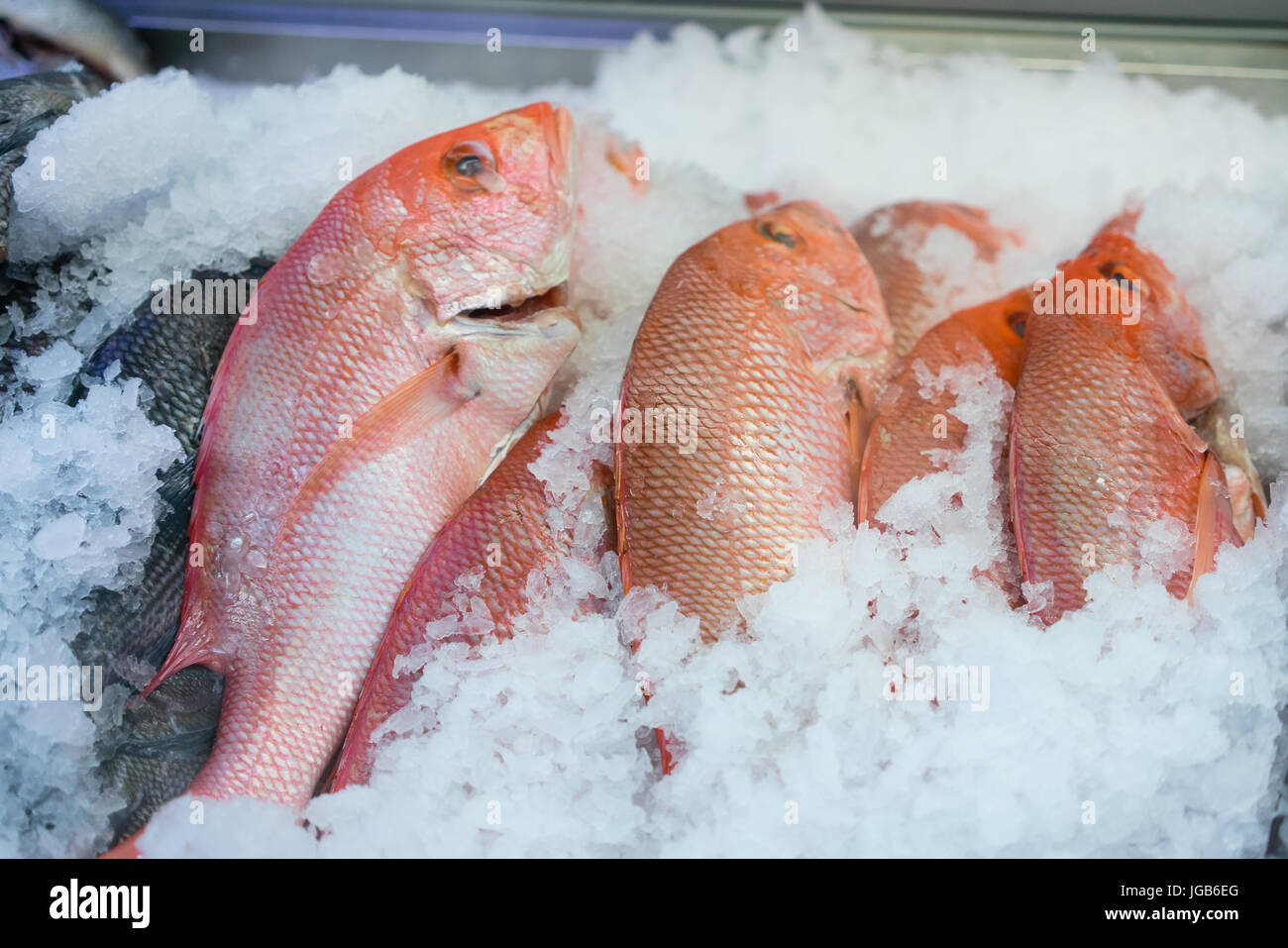 Snapper hi-res stock photography and images - Alamy