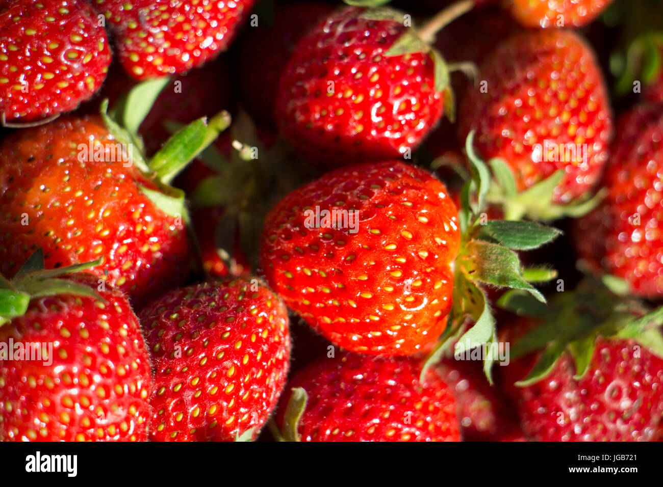 Fresh english garden strawberries hi-res stock photography and images ...