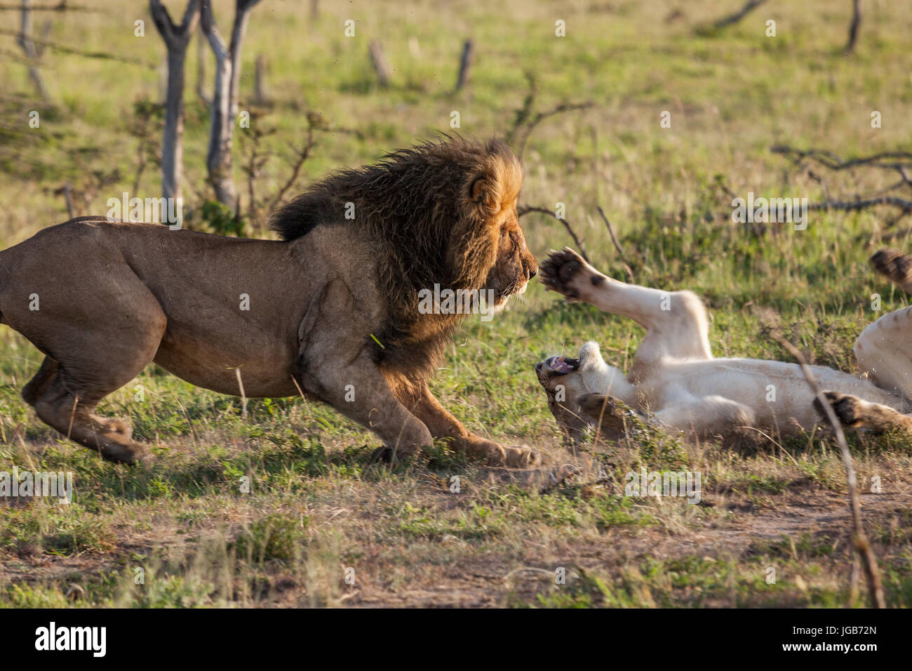 Lion and lioness fighting hi-res stock photography and images - Alamy