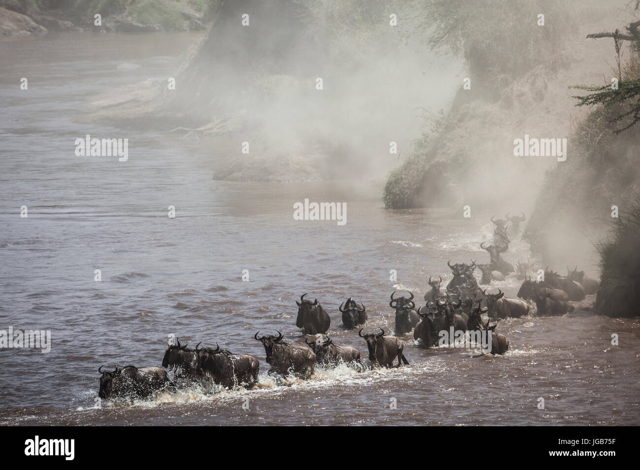 Gnu migration hi-res stock photography and images - Alamy