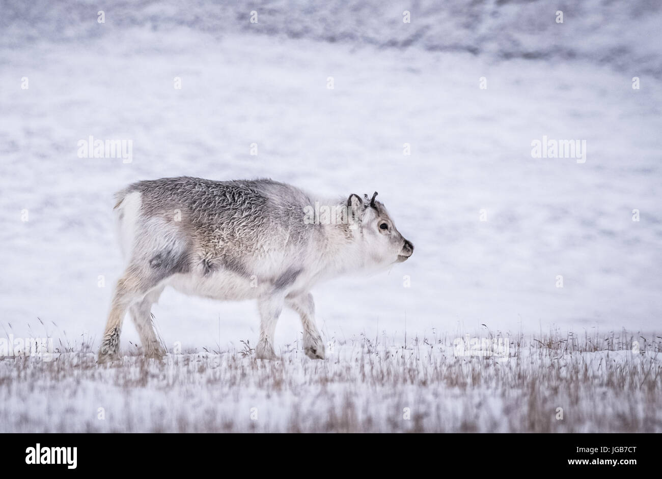 Walking with some arctic reindeer looking for grass to eat during the ...