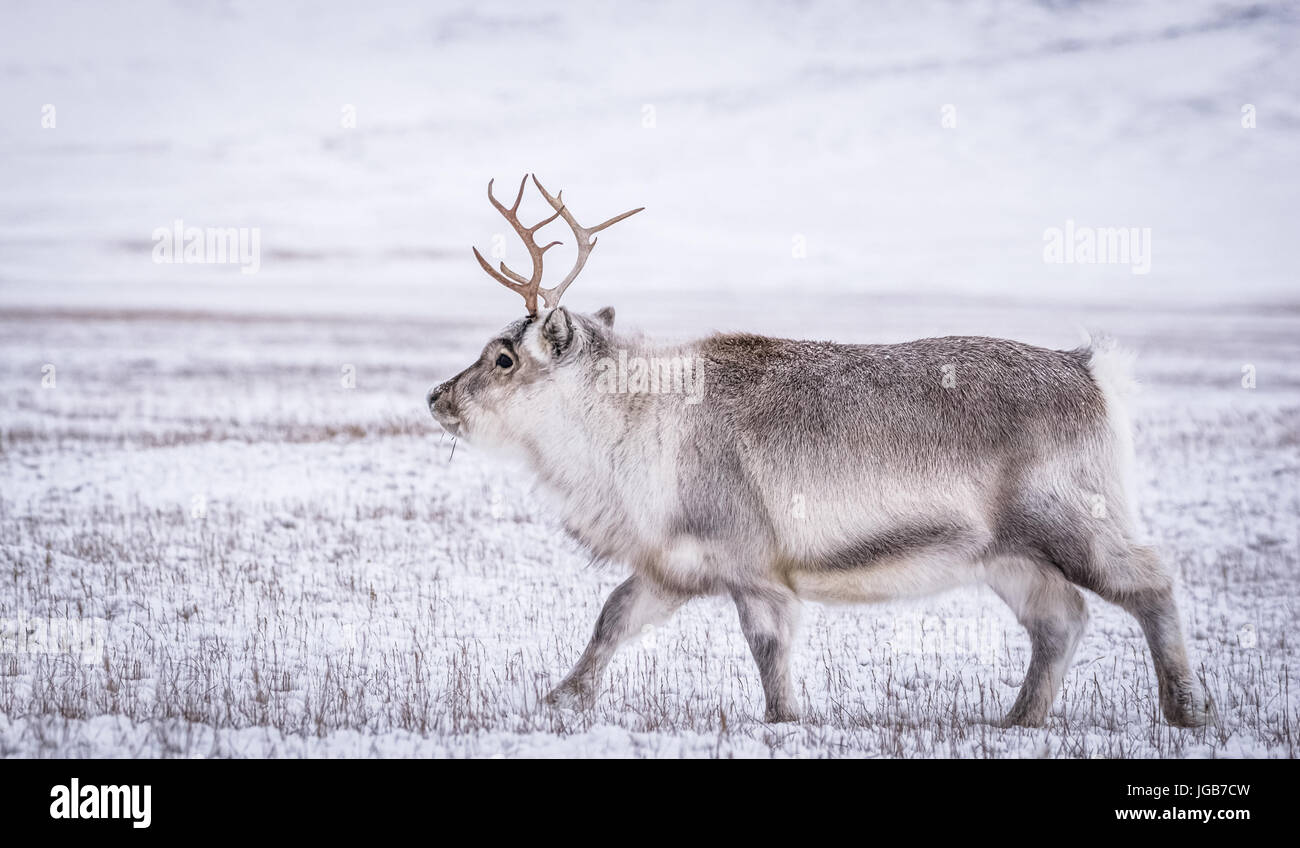 Walking with some arctic reindeer looking for grass to eat during the ...