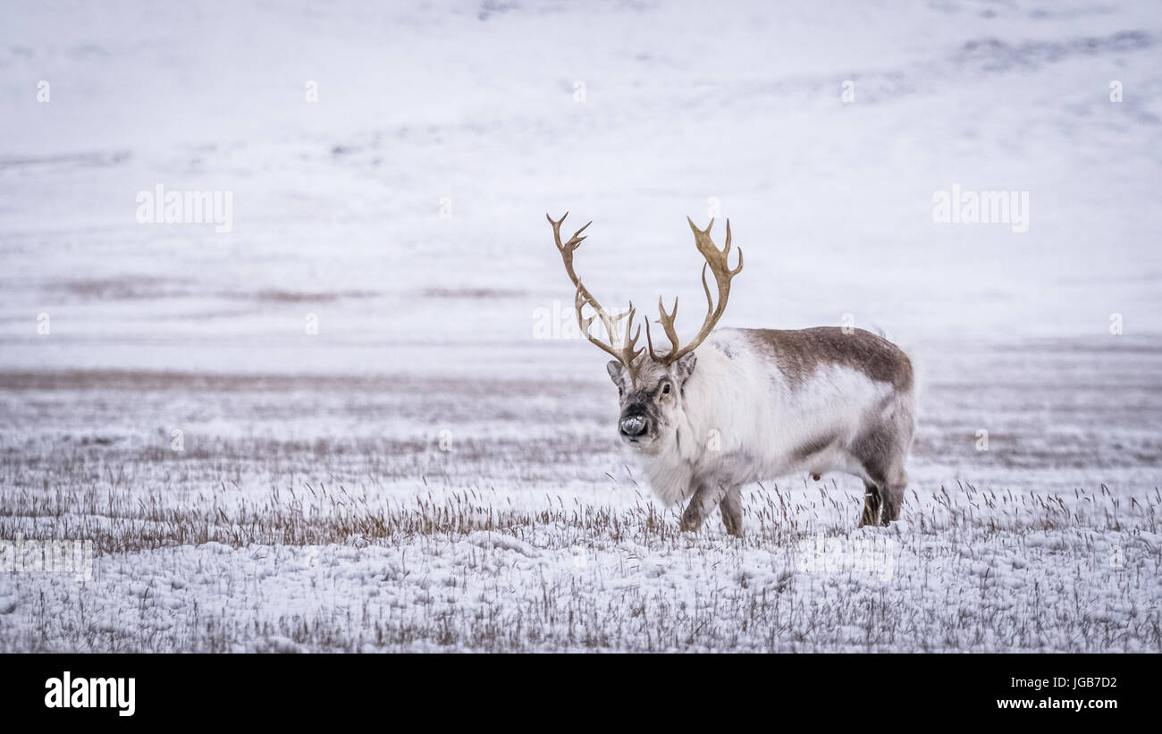 Walking with some arctic reindeer looking for grass to eat during the ...