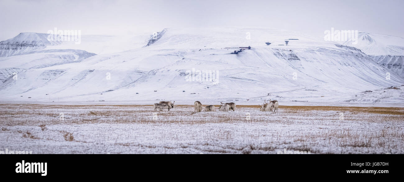 Arctic tundra animals hi-res stock photography and images - Alamy