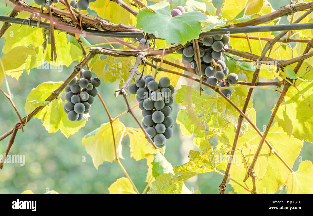 Dark red, purple grapes fruit hang, Vitis vinifera (grape vine) green ...