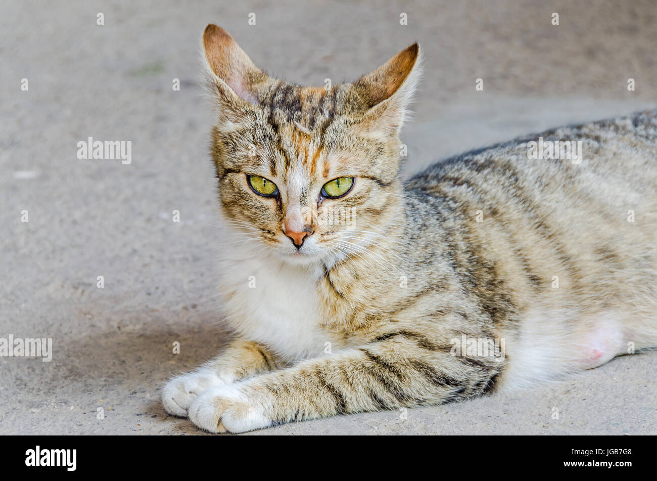 Colored domestic cat with green eyes, close up, portrait Stock Photo ...
