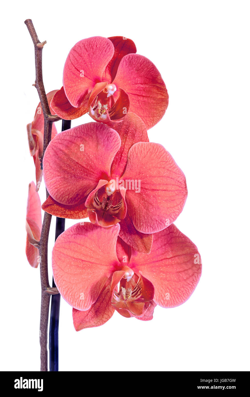 Red branch orchid flowers, Orchidaceae, Phalaenopsis known as the Moth ...