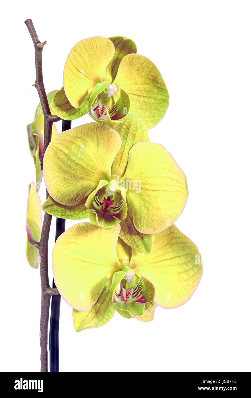 Yellow branch orchid flowers, Orchidaceae, Phalaenopsis known as the ...