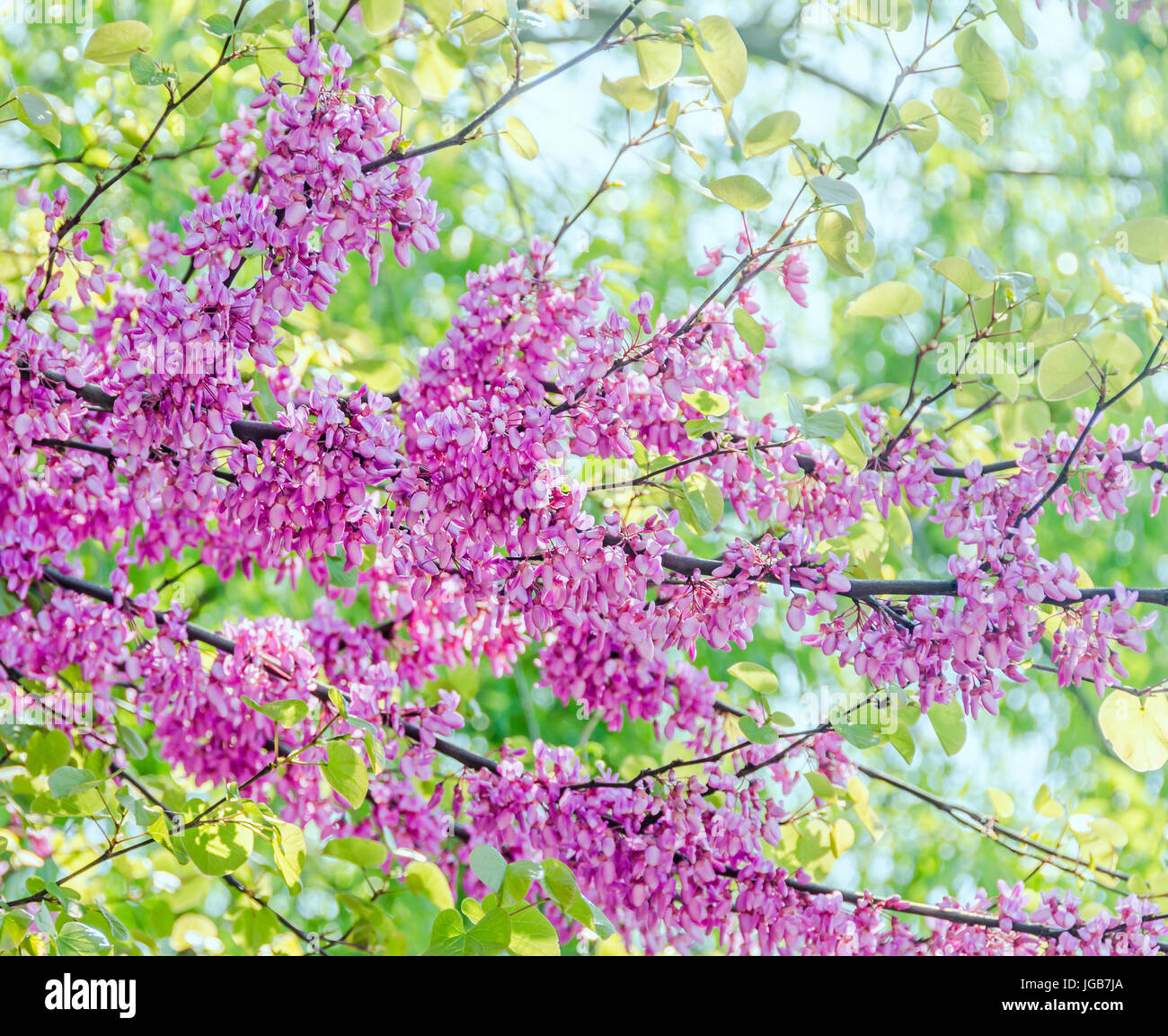 Mauve, purple Cercis siliquastrum tree flowers, commonly known as the ...