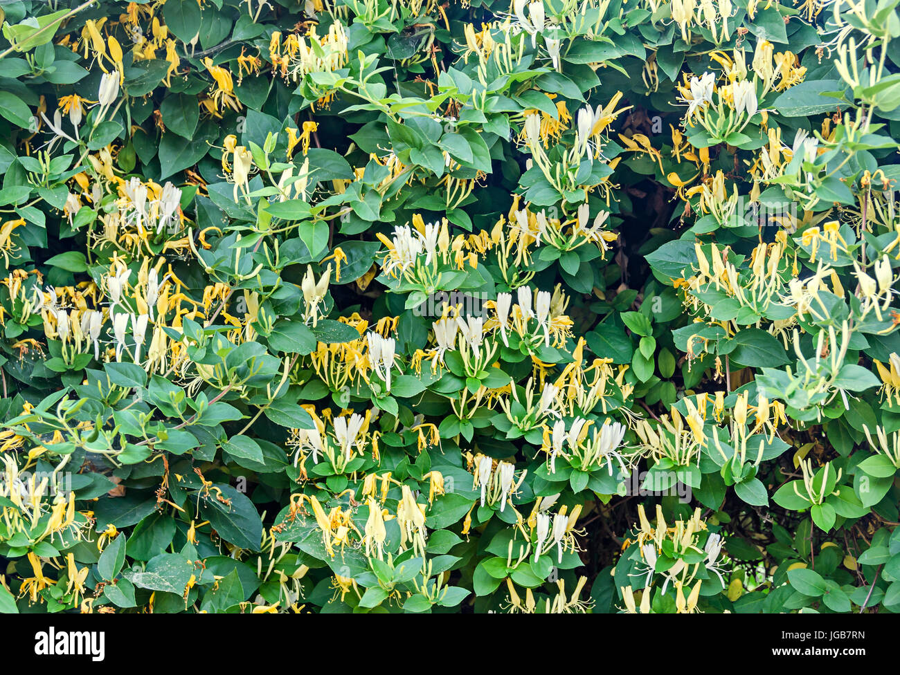 Lonicera caprifolium (goat-leaf honeysuckle, Italian honeysuckle ...